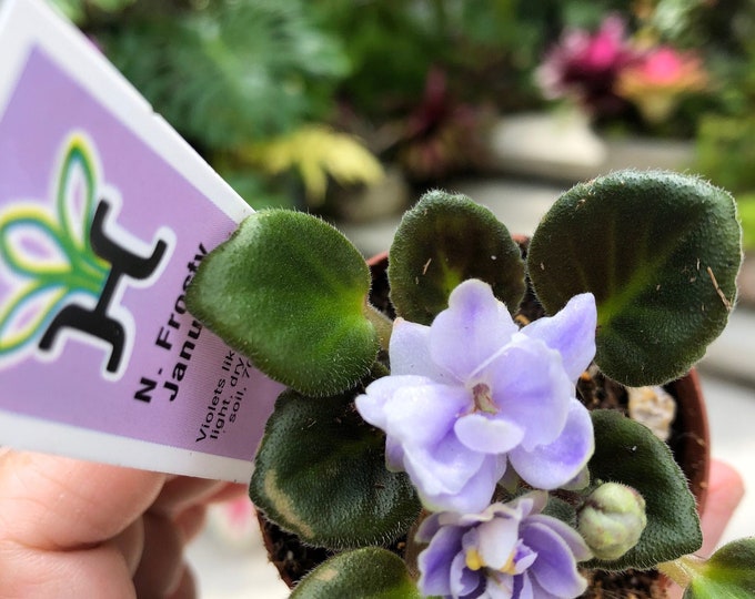 Miniature Mini African Violet ‘N Frosty January’ 2” Potted House Plant ...