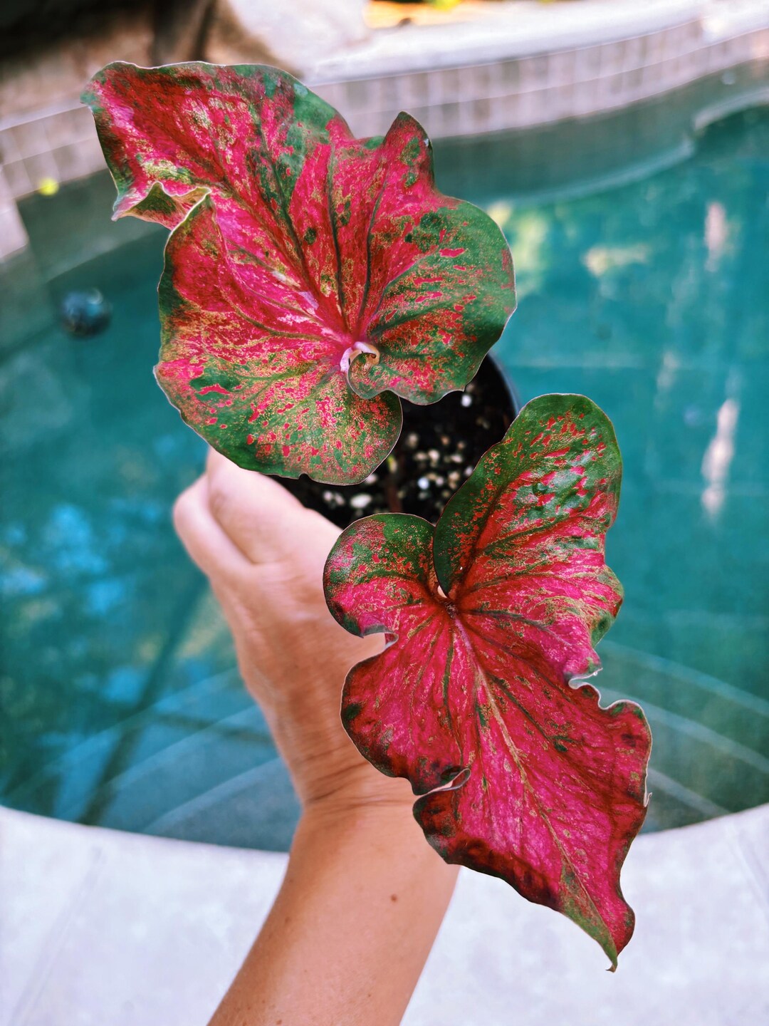 Actual Plant - Rare Seed Grown Hybrid Thai Caladium Variegated Green ...