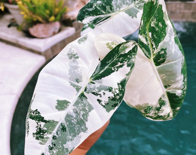 Actual Plant- RARE Variegated Alocasia ‘frydek’ Albo Mint Hybrid Sport ...