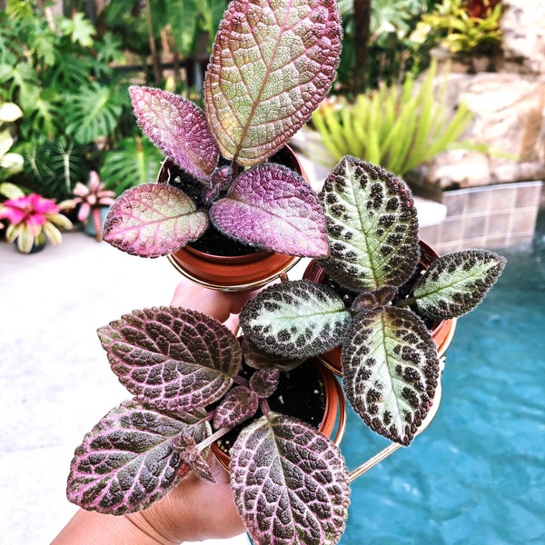 Episcia - Etsy