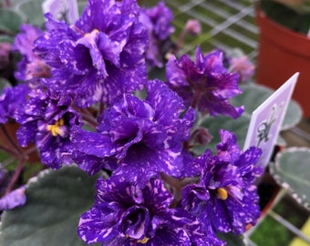 African Violet Plant Ruffled - Etsy