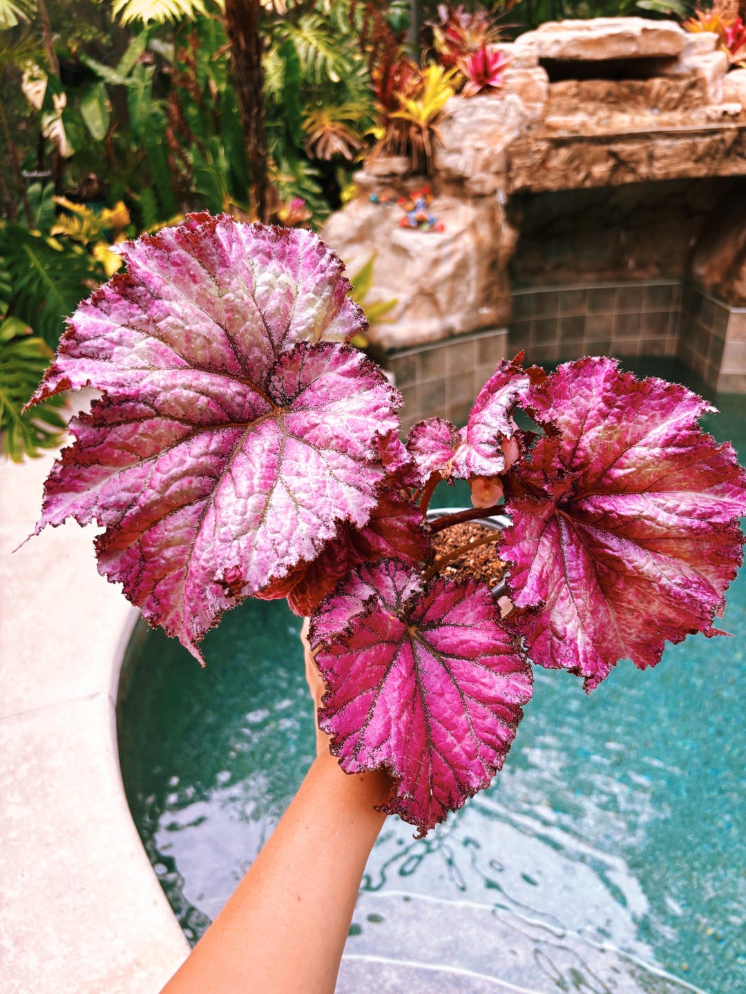 RARE Seed Grown Hybrid Rex Begonia Pink Metallic Swirl Live House Plant ...