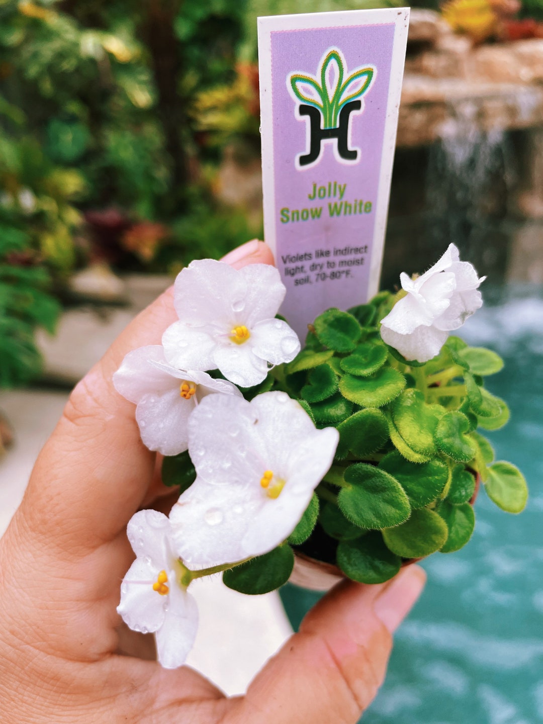 Miniature Rare Mini African Violet ‘jolly Snow White’ 2” Potted House ...