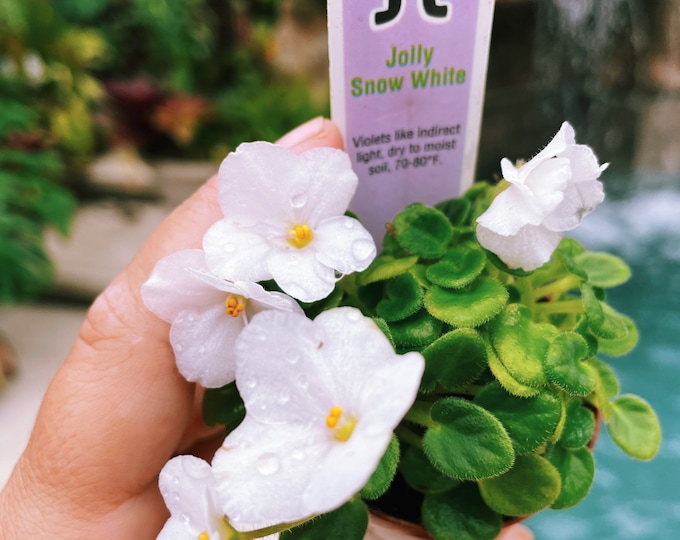 Miniature Rare Mini African Violet ‘jolly Snow White’ 2” Potted House ...