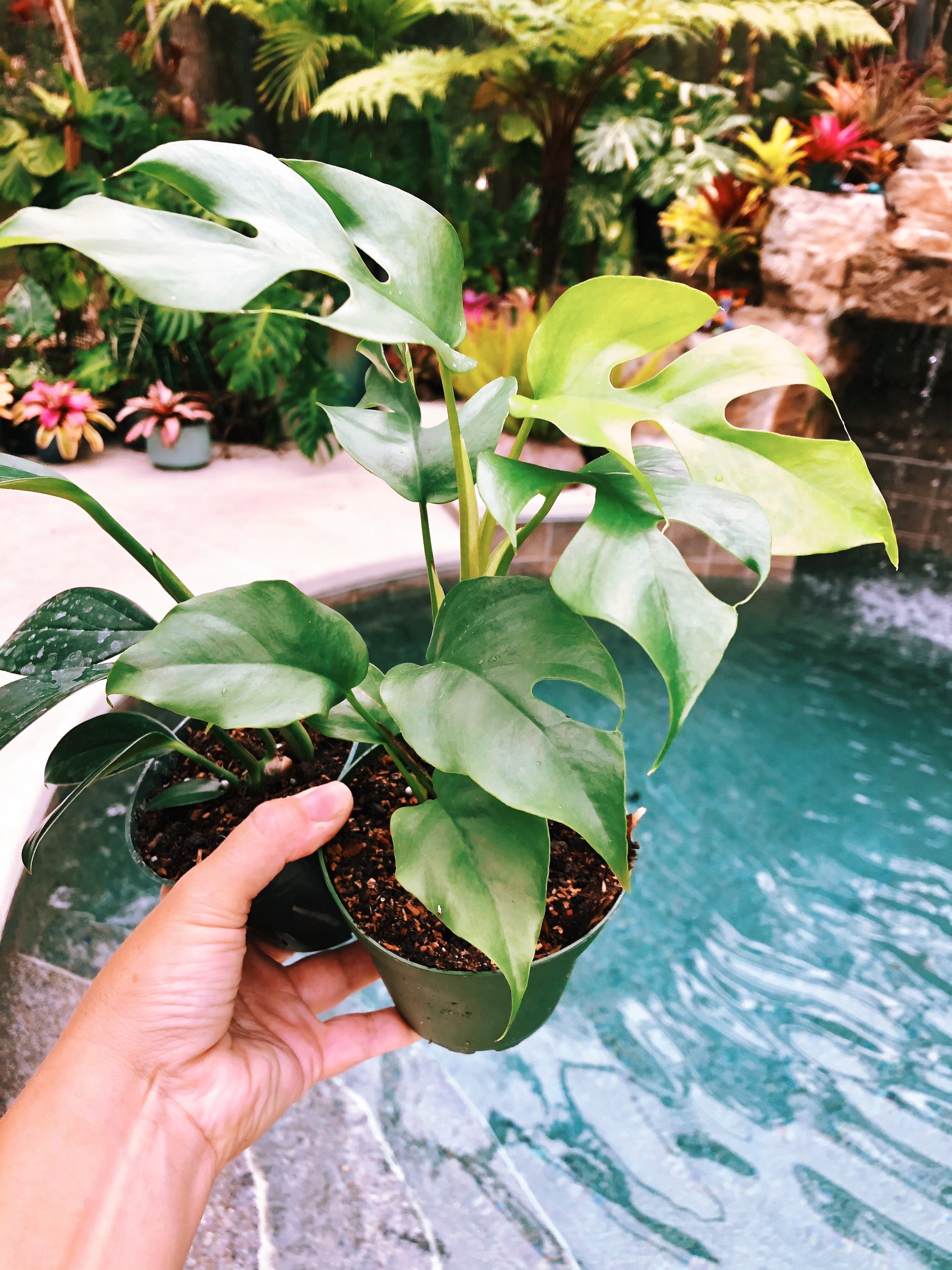 2 plant Bundle Mini Monstera Minima Rhaphidophora Tetrasperma | Etsy