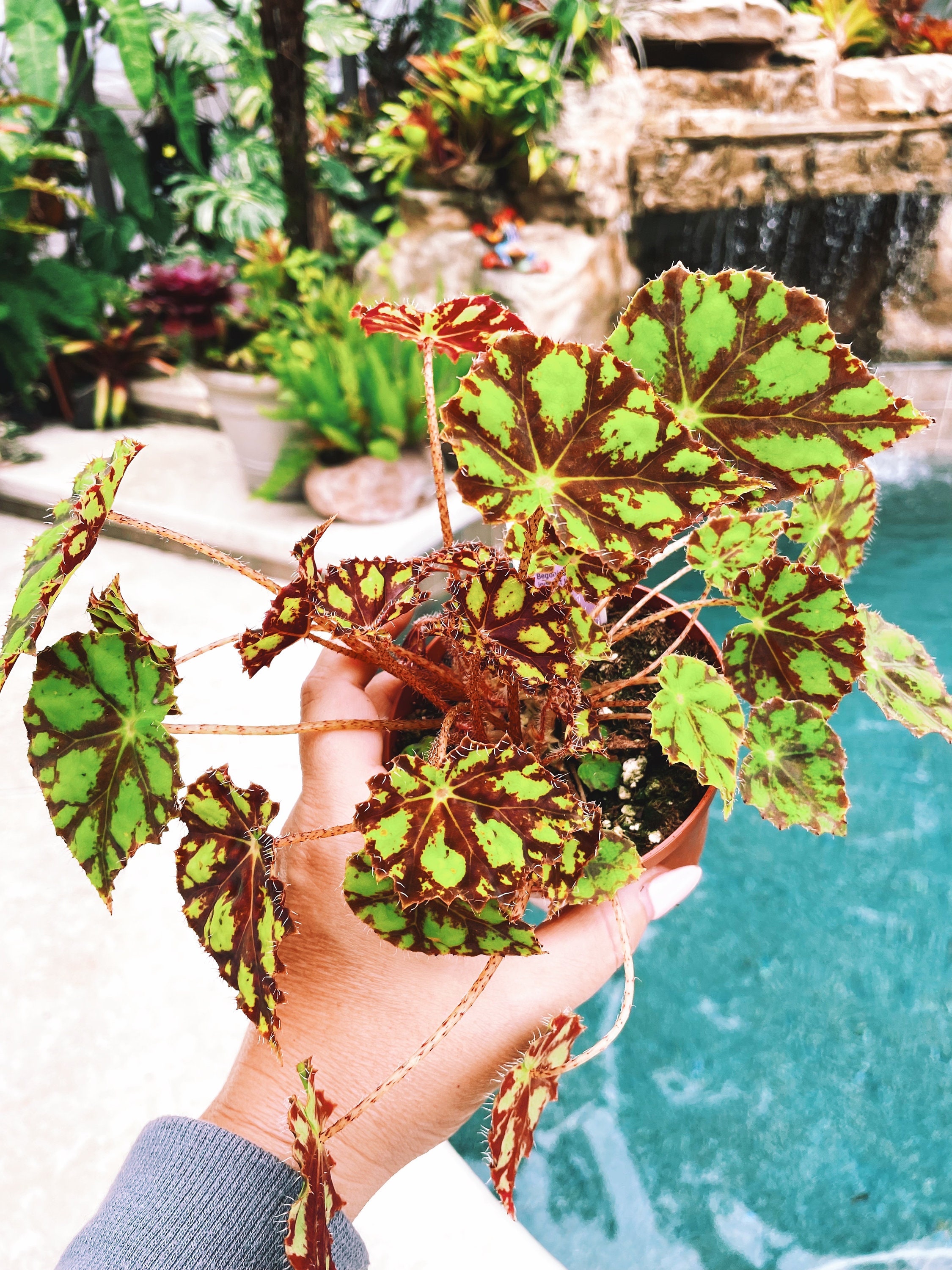 RARE Rex Begonia Blue Flashing ‘tiger Kitten’ Live House Plant Potted 4 ...