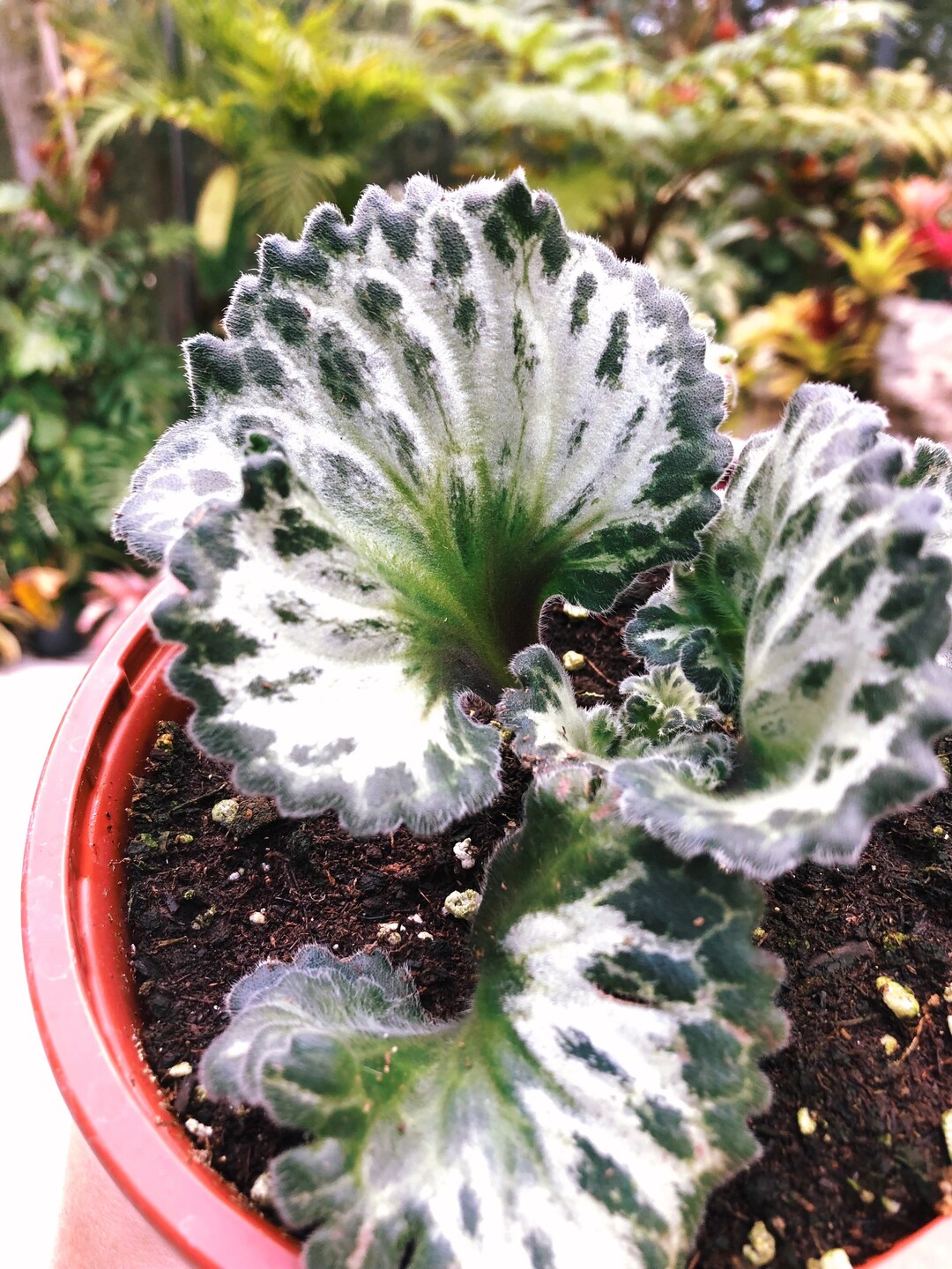 RARE Primulina Chirita curly Loki Gesneriad Live House Plant African ...