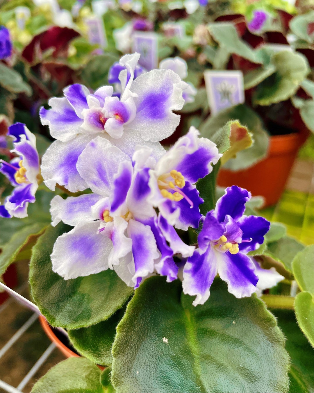 Live House Plant Bloom African Violet ‘vat Winter Landscape’ Garden 4 ...
