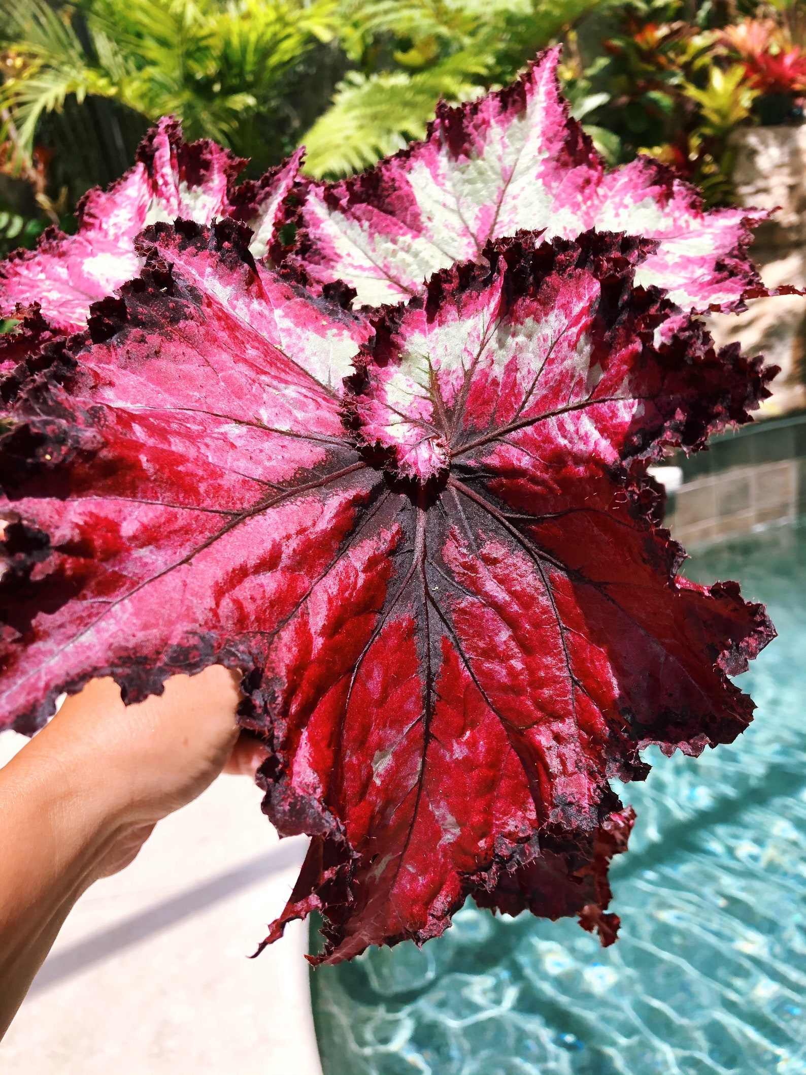 RARE Rex Begonia Harmonys witchy Woman Pink Swirl - Etsy