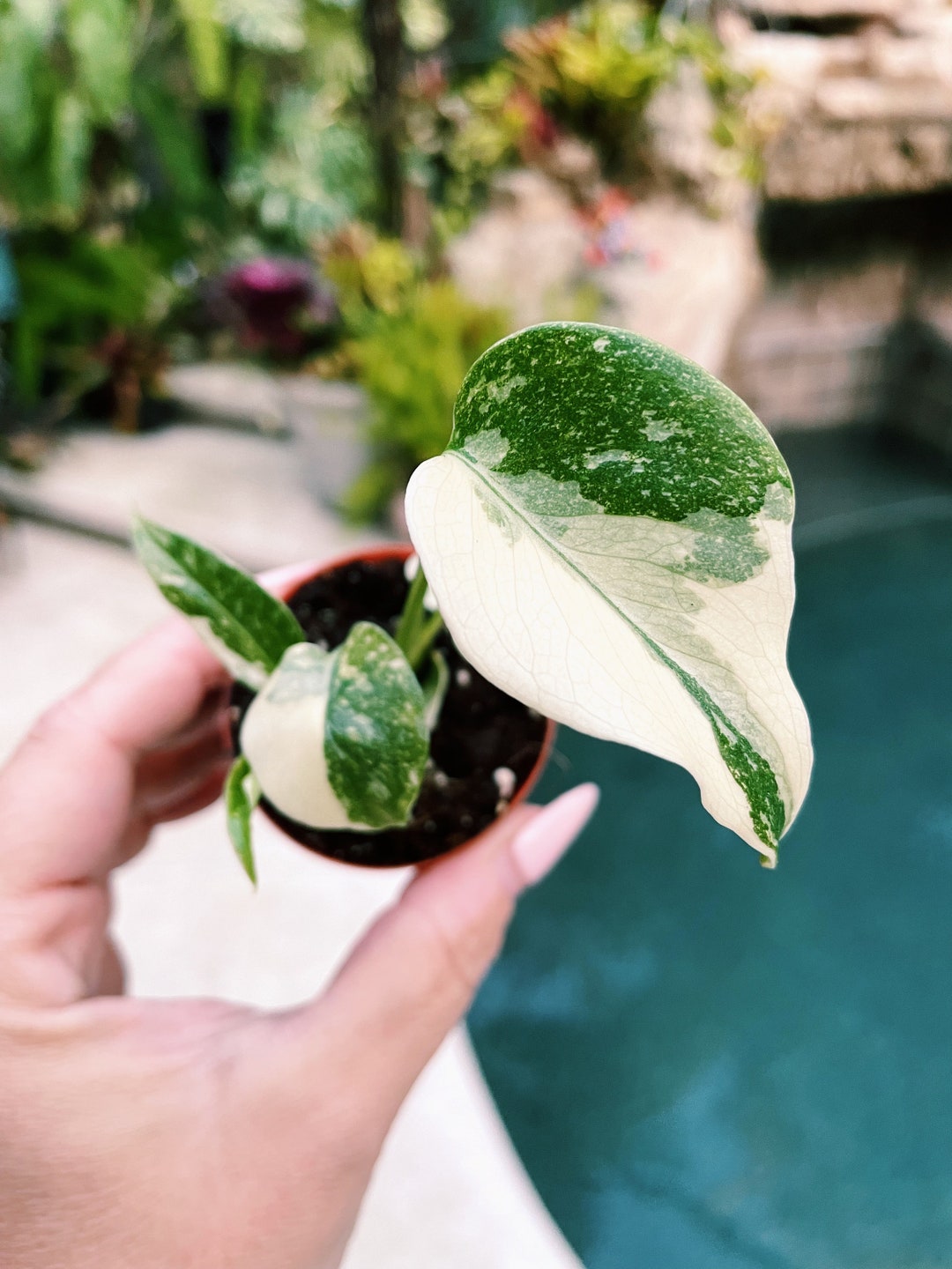 Highly Variegated Monstera Thai Constellation Crème Brûlée Galaxy ...