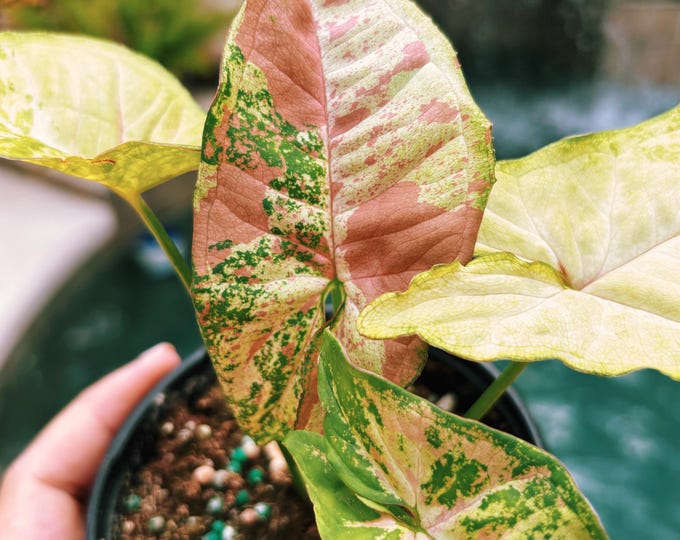 Rare! Syngonium Confetti Tricolor Marble Variegated Live 4” Potted ...