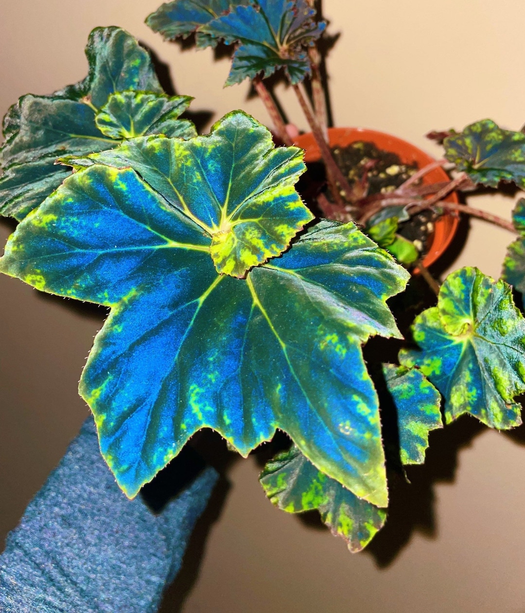 RARE Rex Begonia ‘black & Blue’ Iridescent Shimmer Live House Starter ...