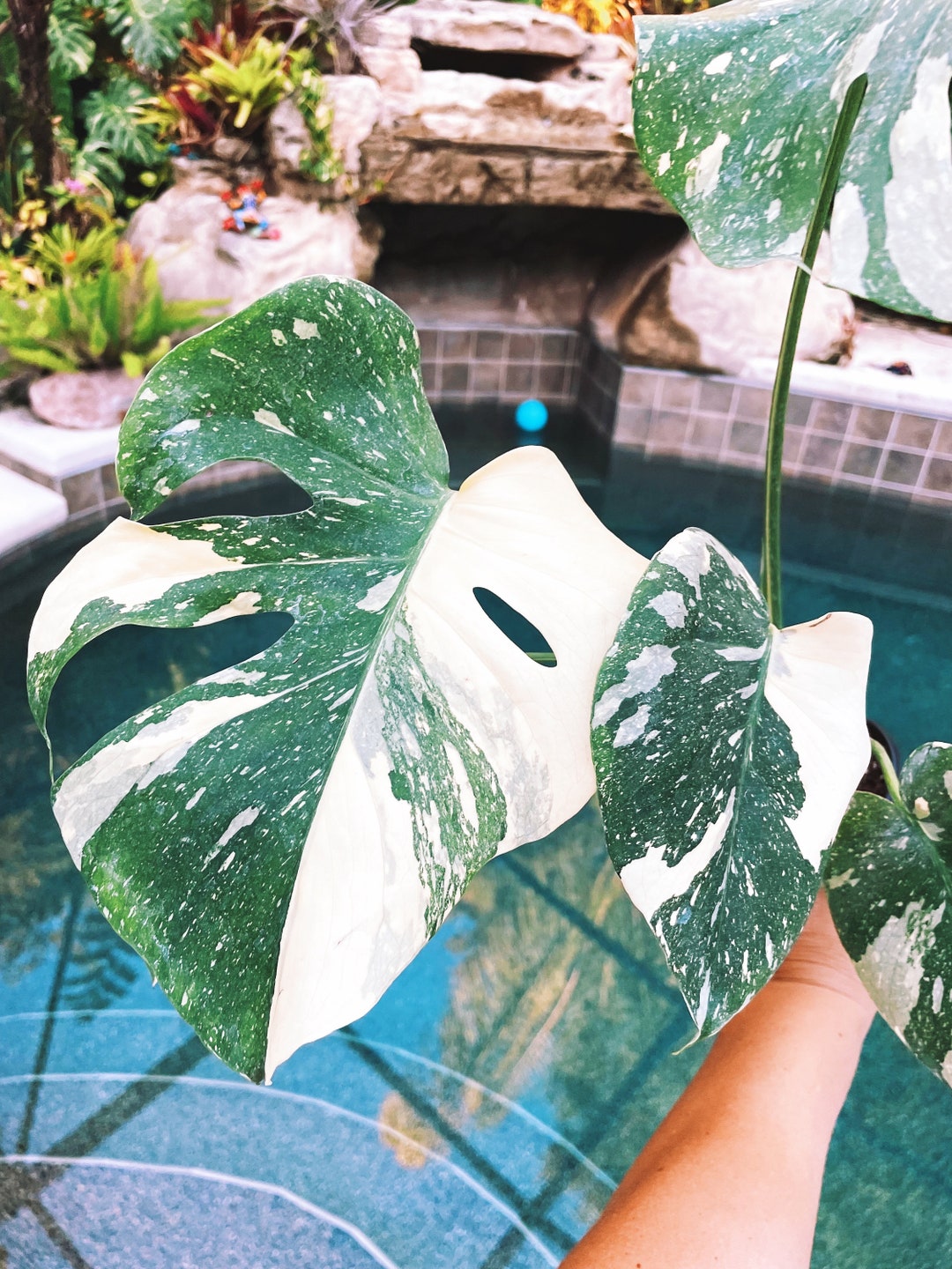 Actual Plant Large Highly Variegated Monstera Thai Constellation Galaxy ...