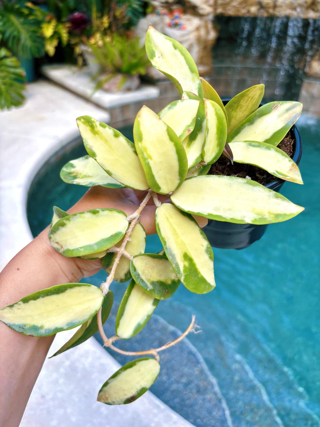 Hoya Acuta Inner Variegated Trailing Full Potted House Plant 4 ...
