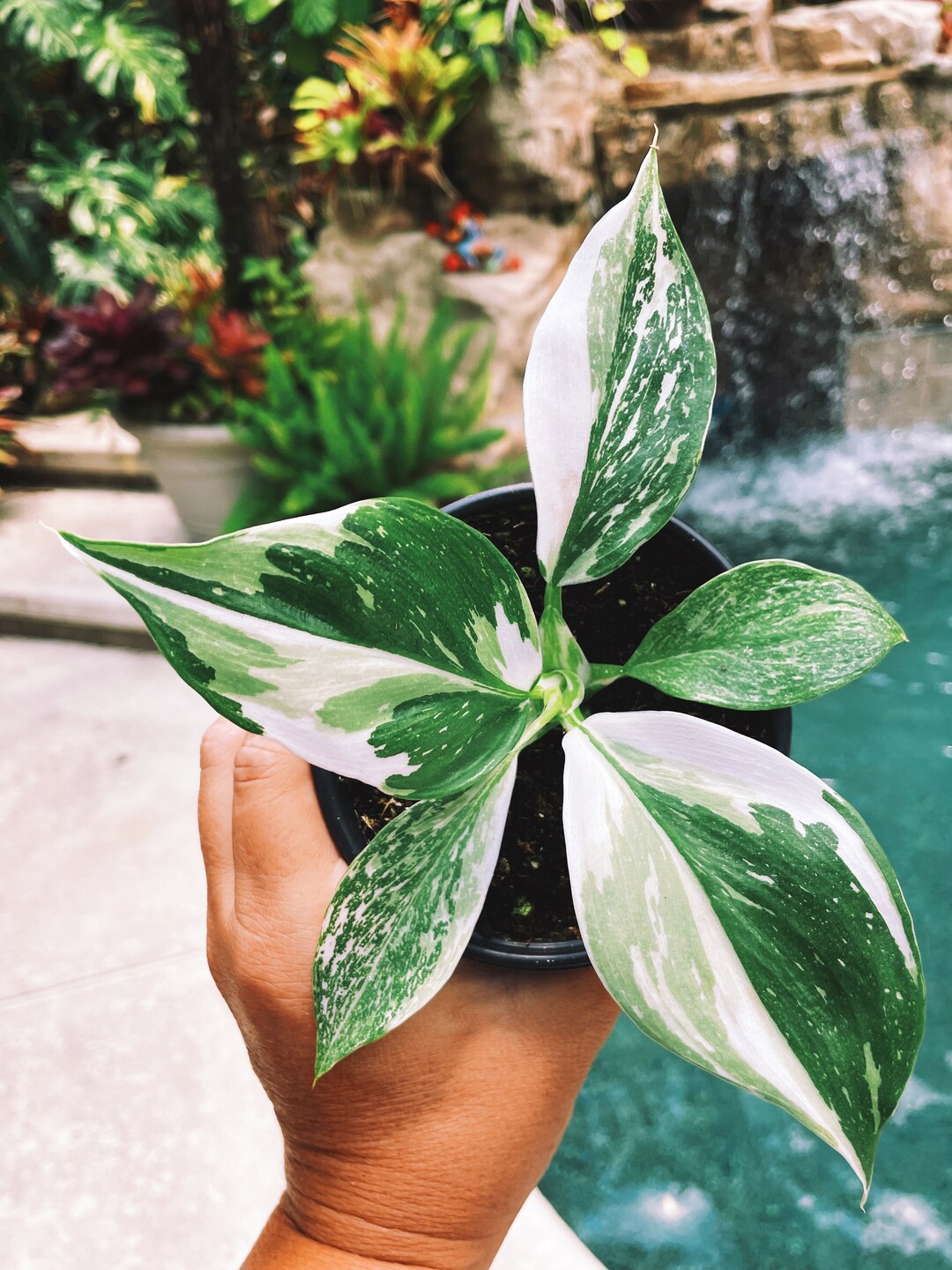 Rare Philodendron White Wizard Albo Tricolor Marble Galaxy - Etsy