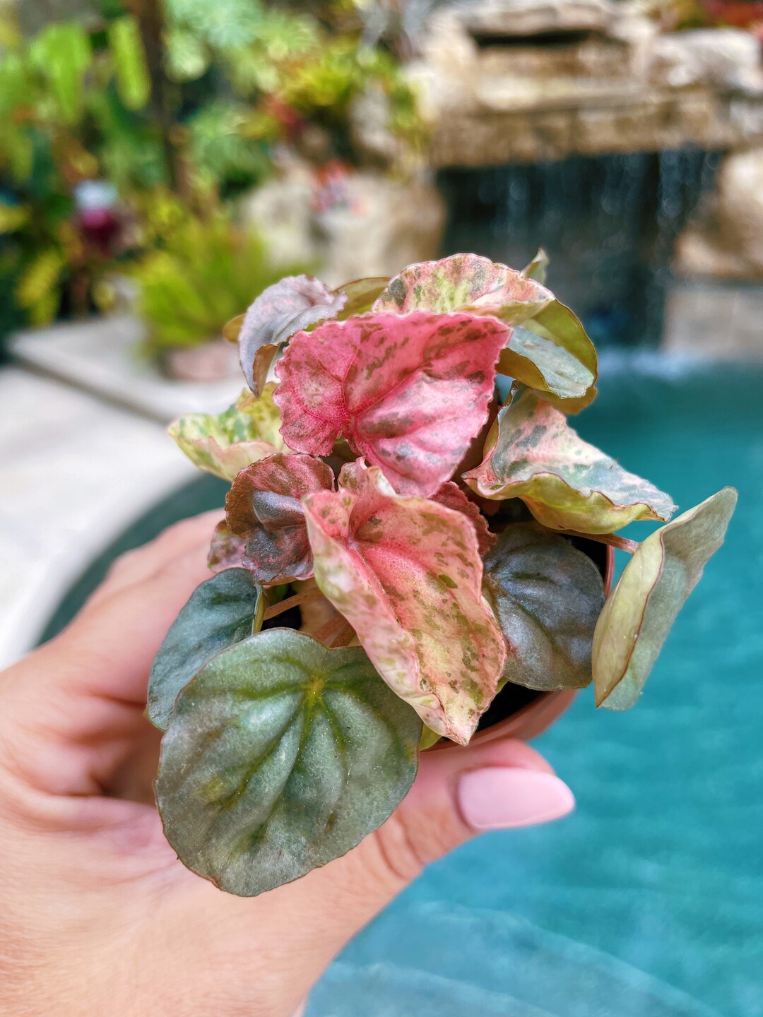 Actual Plant Peperomia Marble Caperata Super Pink Lady Variegated House ...