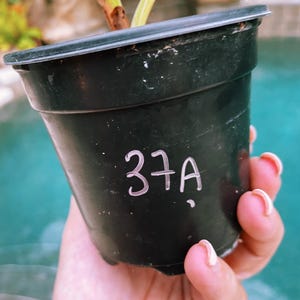 Actual Plant RARE Variegated Alocasia frydek Albo Mint Hybrid Sport ...