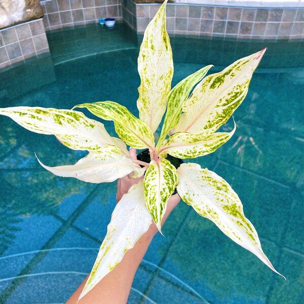 TropifyPlantShop - Etsy