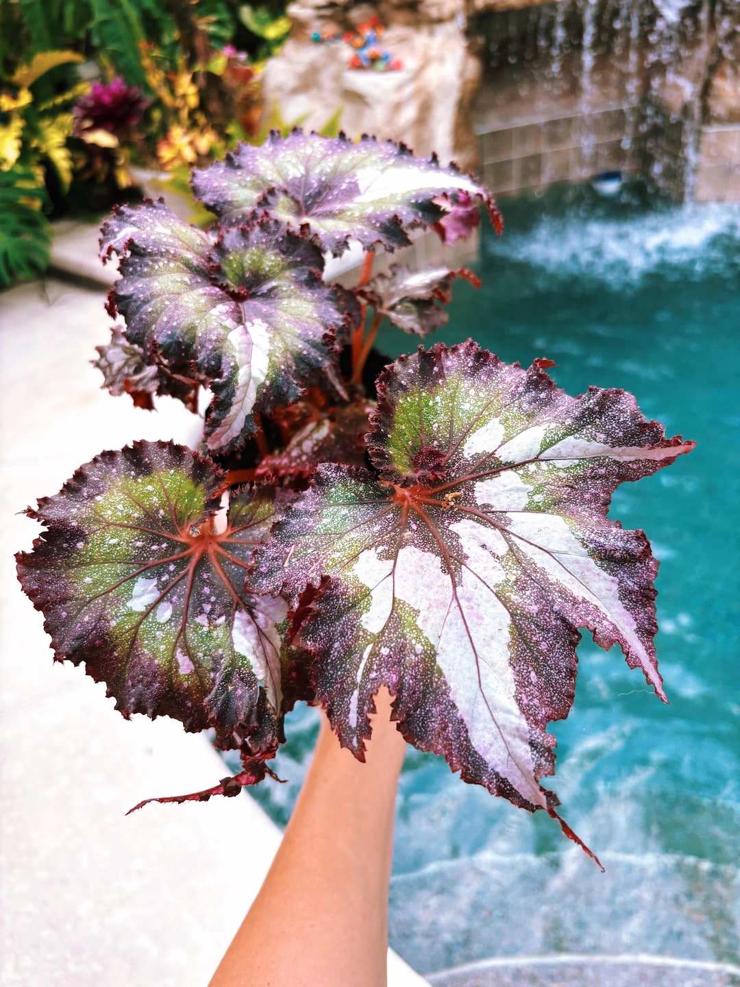 Actual Plant! Mature Rex Begonia Mature ‘harmony’s Shooting Star ...