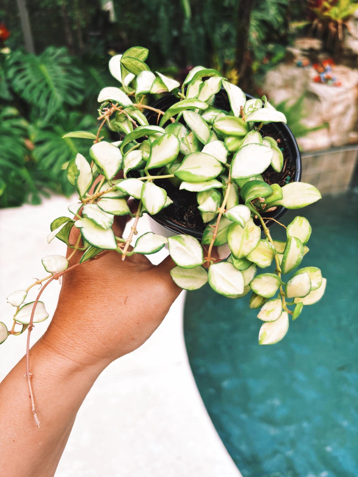 Hoya Heuschkeliana Inner Variegated Trailing Full Potted House Plant 4 ...
