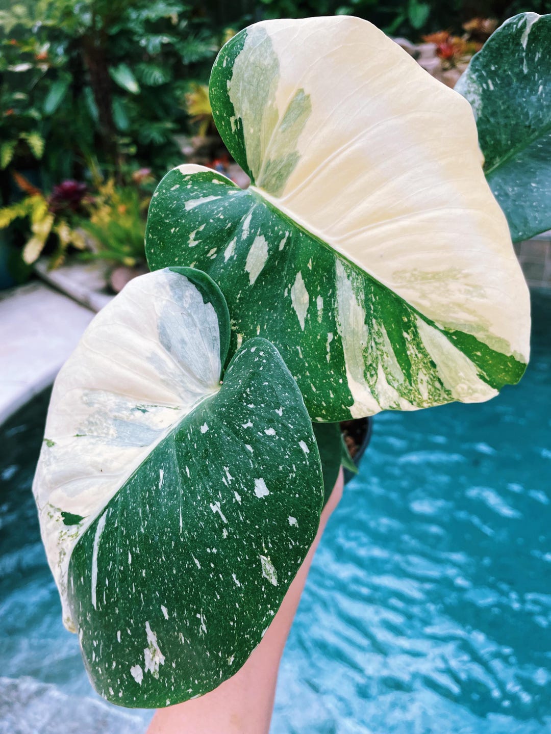 Actual Plant Large Highly Variegated Monstera Thai Constellation Galaxy ...