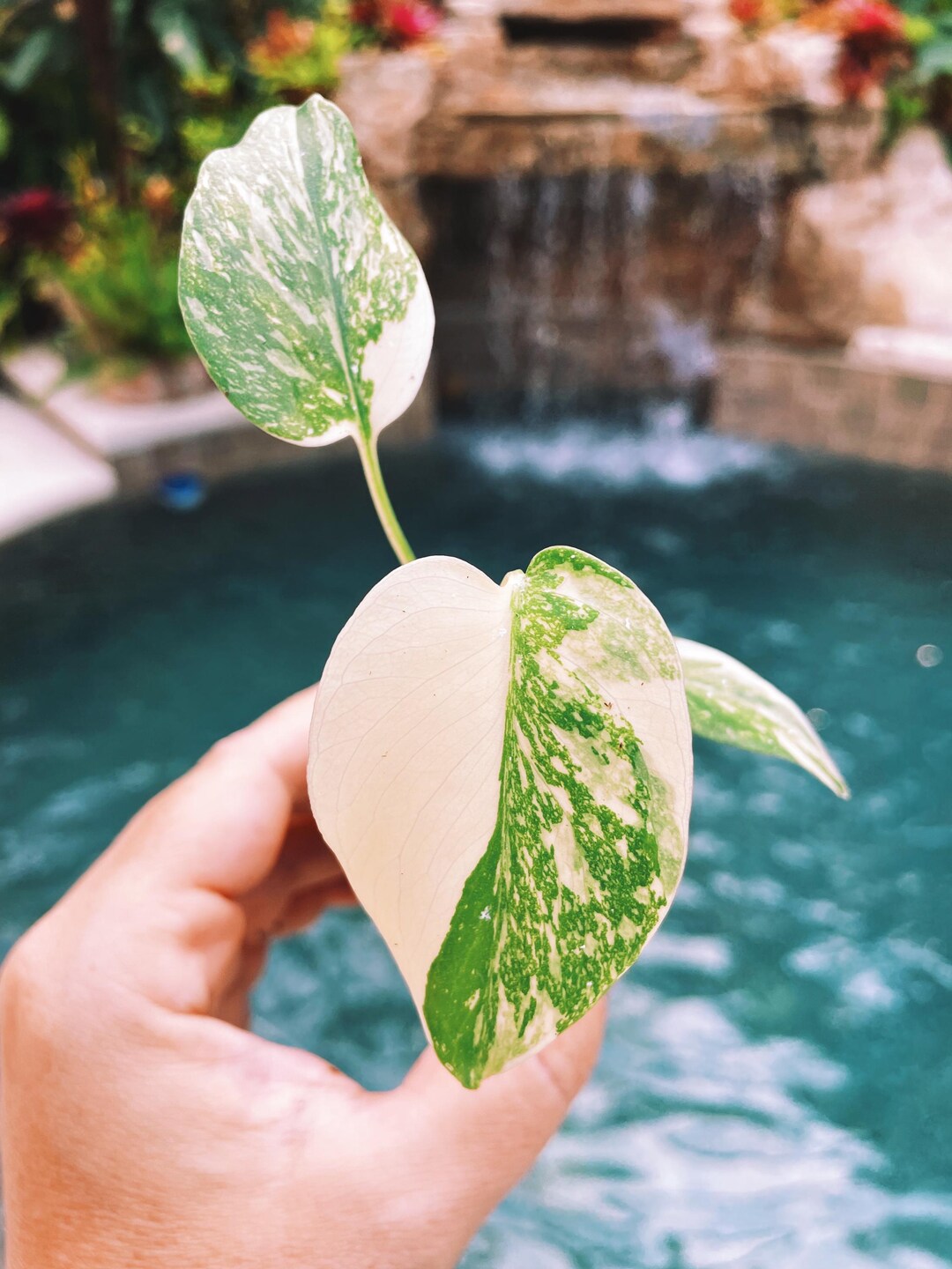 Highly Variegated Monstera Thai Constellation Marble Milky Way Legacy ...