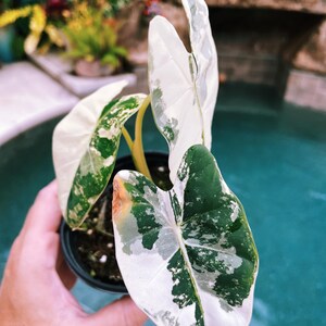 Actual Plant RARE Variegated Alocasia frydek Albo Mint Hybrid Sport ...