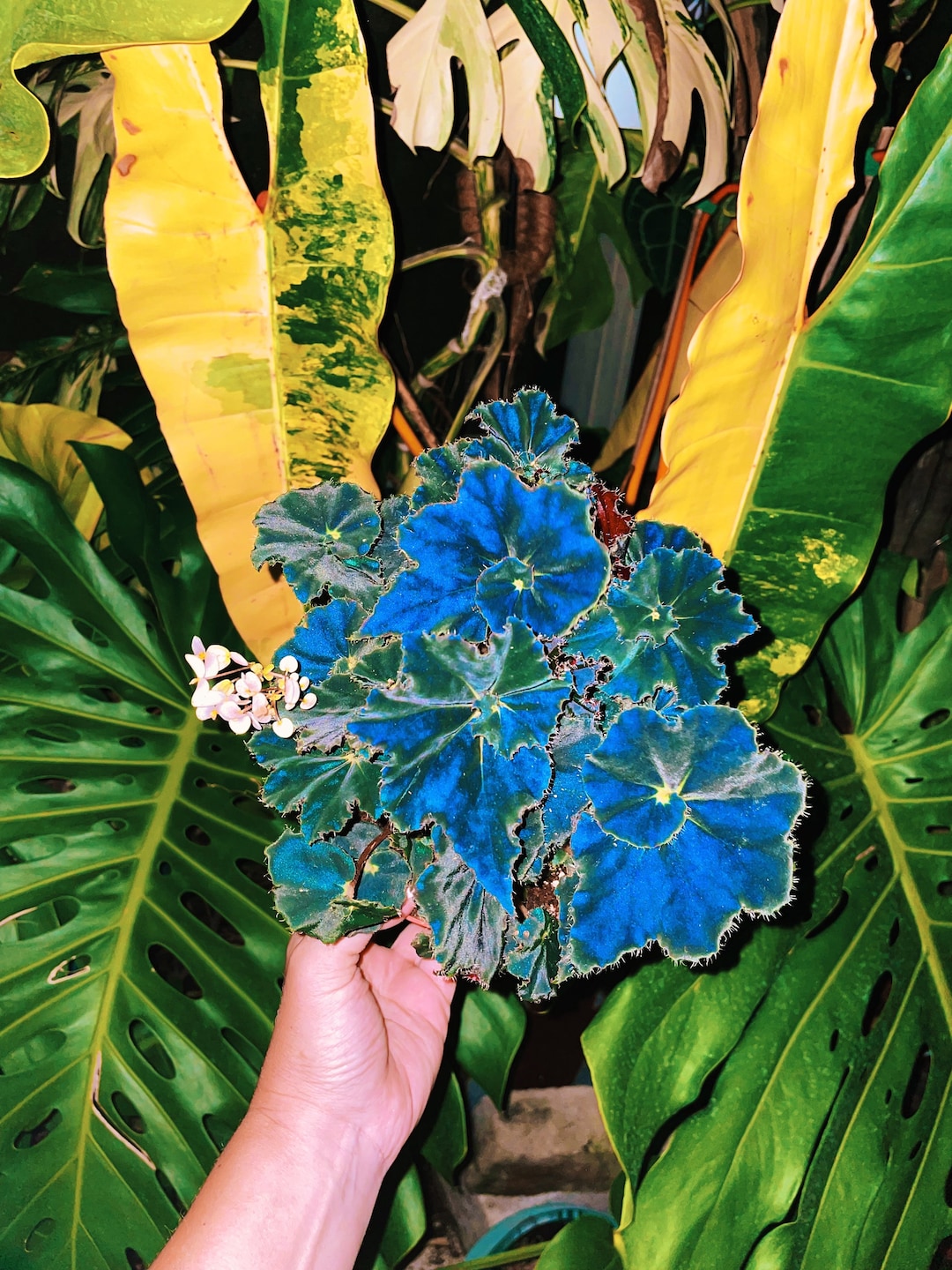 RARE Rex Begonia Black Mamba Velvet Live House Starter Plant Potted 4 ...