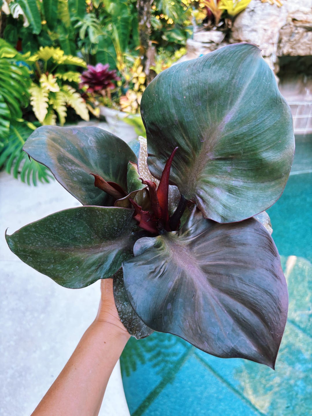 Philodendron Red Heart Dark Purple Aroid Potted 4” House Plant - Etsy