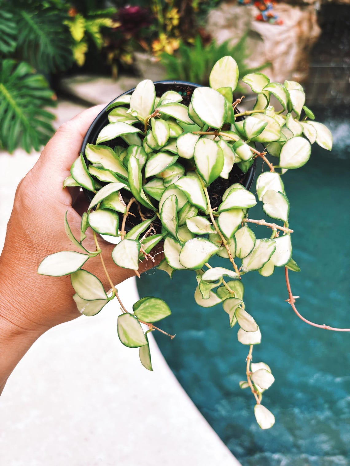 Hoya Heuschkeliana Inner Variegated Trailing Full Potted House Plant 4 ...