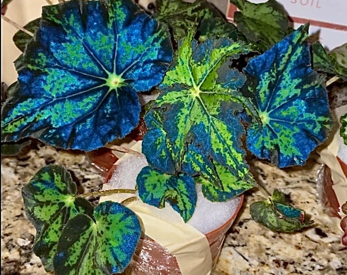 Begonia Chlororistica ‘gold Dust’ - Etsy