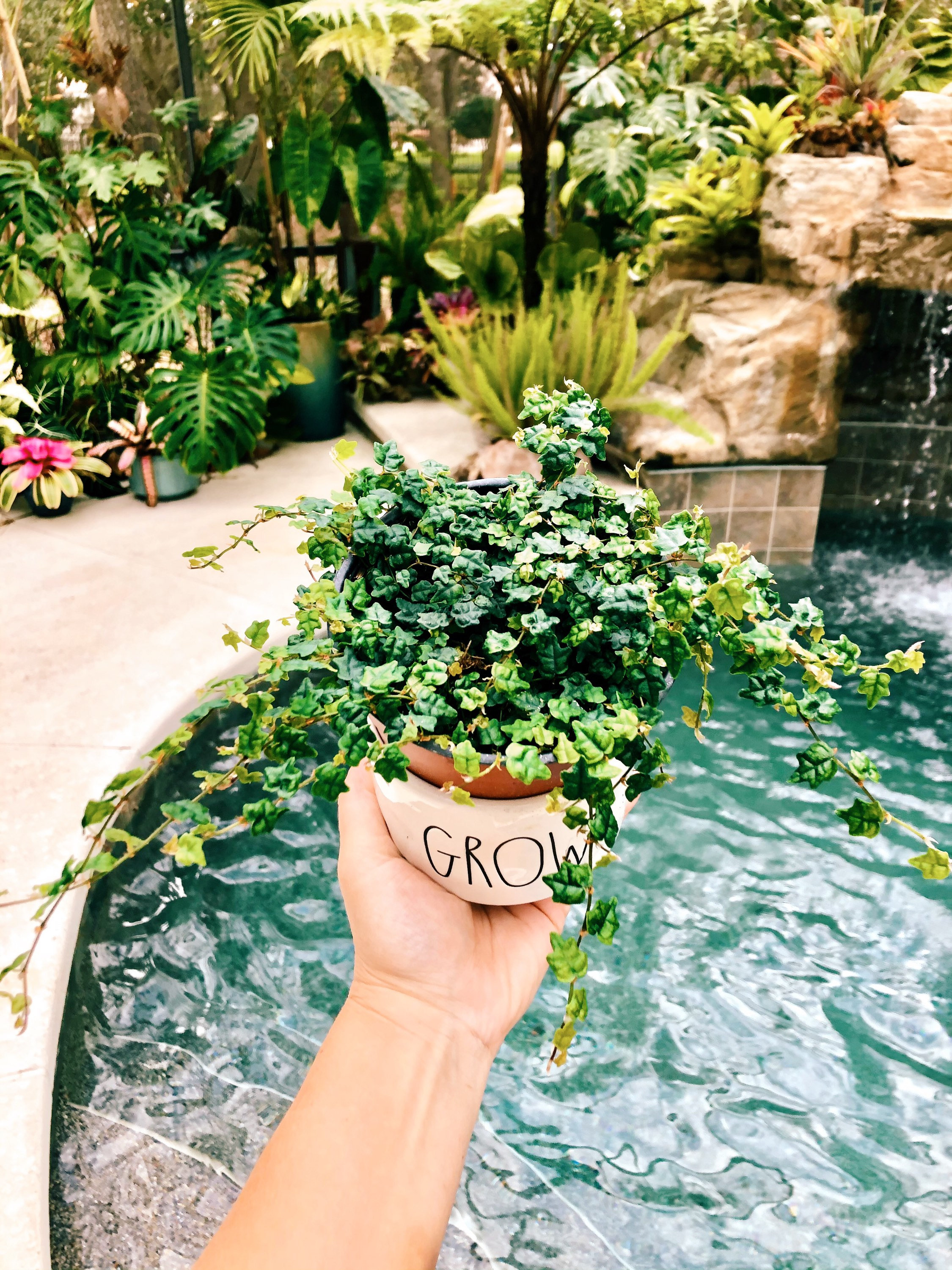 Ficus Pumila 'quercifolia' Mini Oakleaf Creeping Fig String of Frogs ...