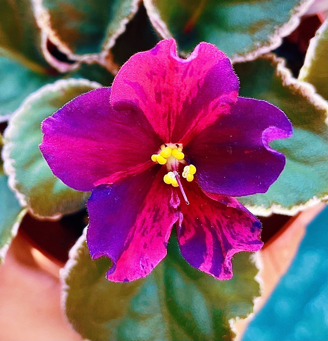 Live House Plant Bloom Fuchsia African Violet Harmony’s ‘vat Real Life ...