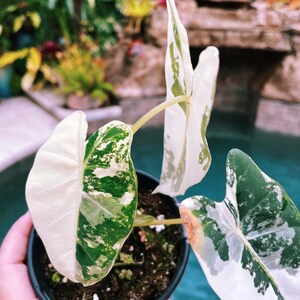 Actual Plant RARE Variegated Alocasia frydek Albo Mint Hybrid Sport ...