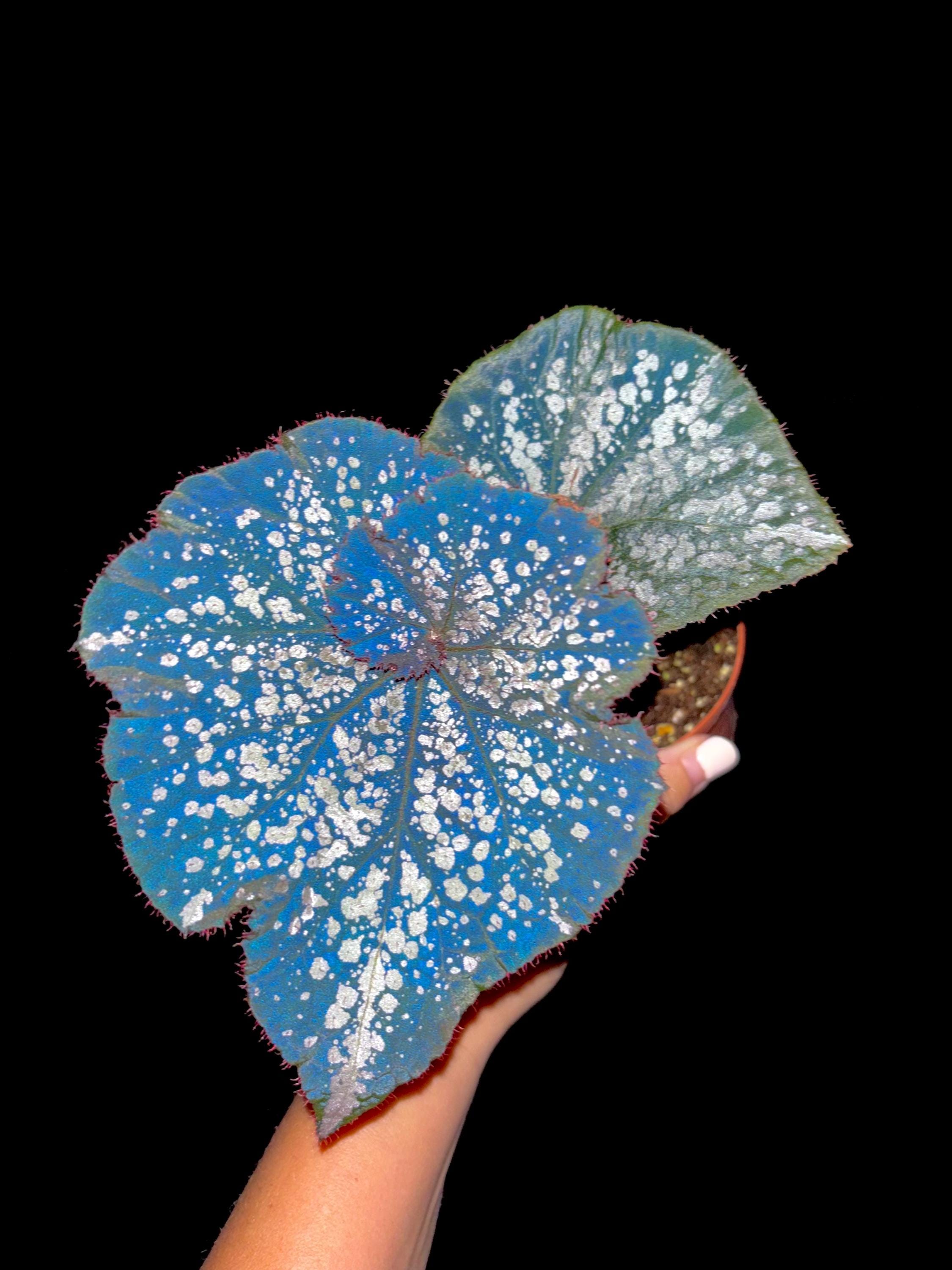 Rex Begonia Blue Iridescent ‘island Magic’ Silver Variegated Live House ...