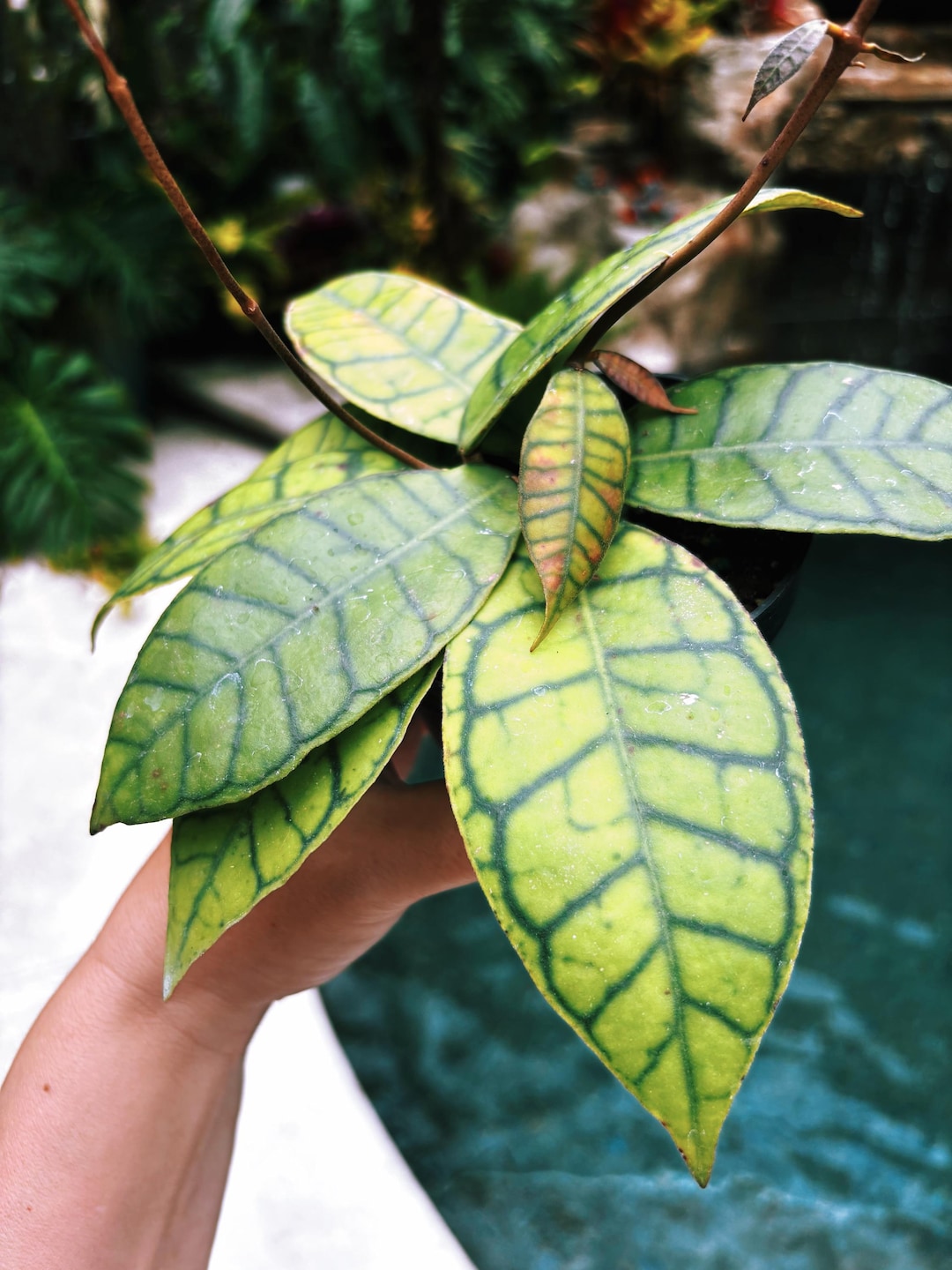 Hoya Finlaysonii Trailing Full Potted House Plant 4” Climbing Vining - Etsy