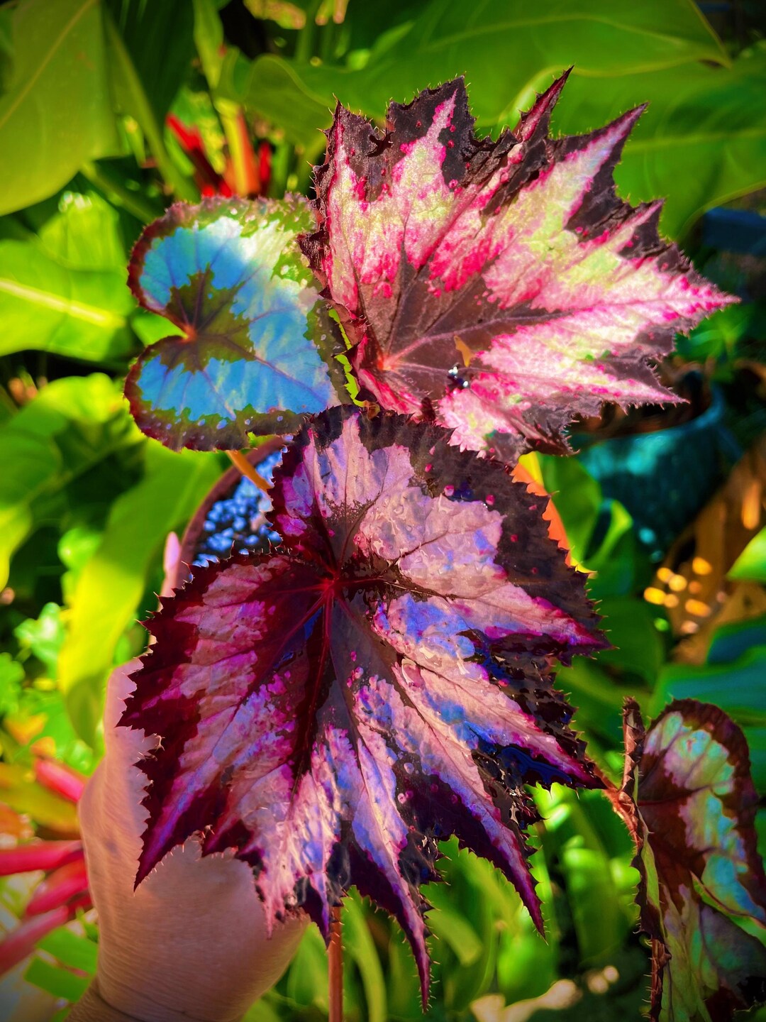 Rex Begonia Silver Star Metallic Live House Plant Potted 4” Pot Starter ...