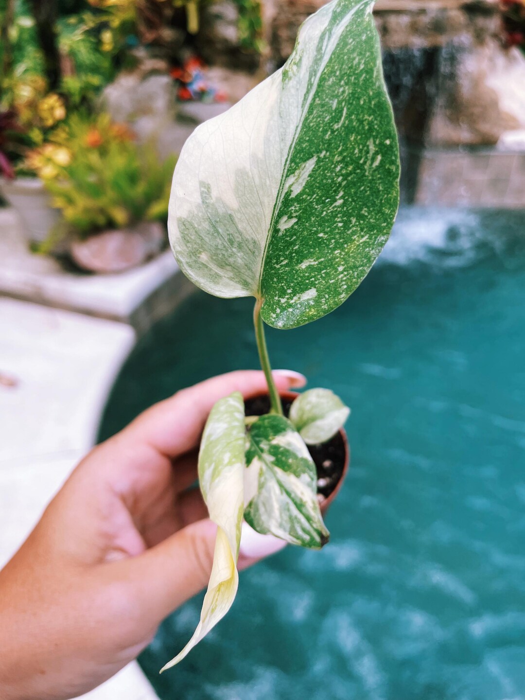 Highly Variegated Monstera Thai Constellation Marble Milky Way Legacy ...