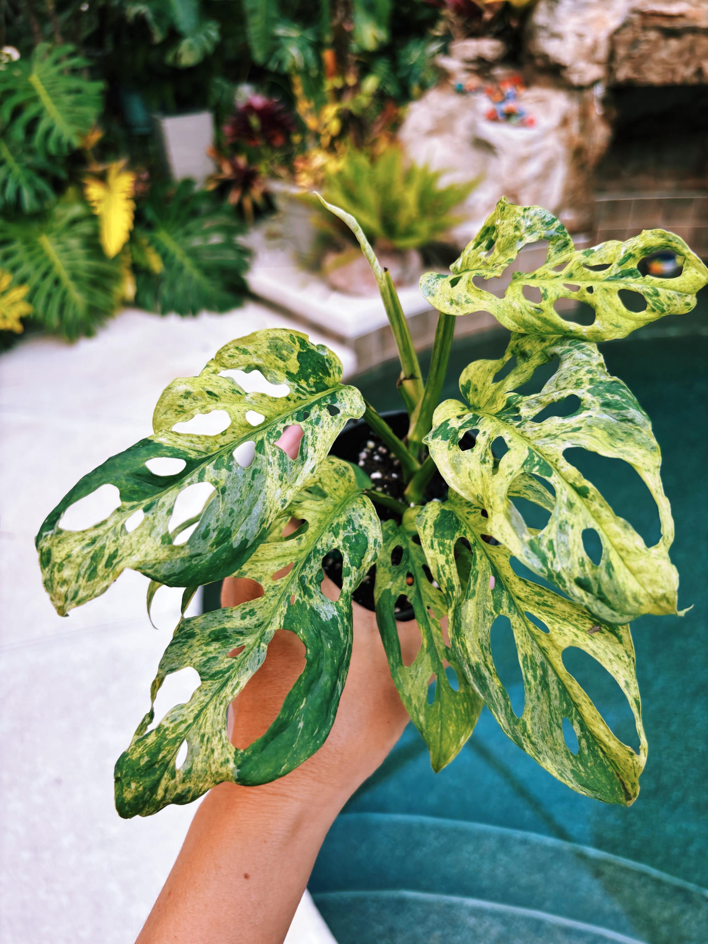 RARE Variegated Monstera Adansonii Mottled Tropical House Plant Aroid 4 ...