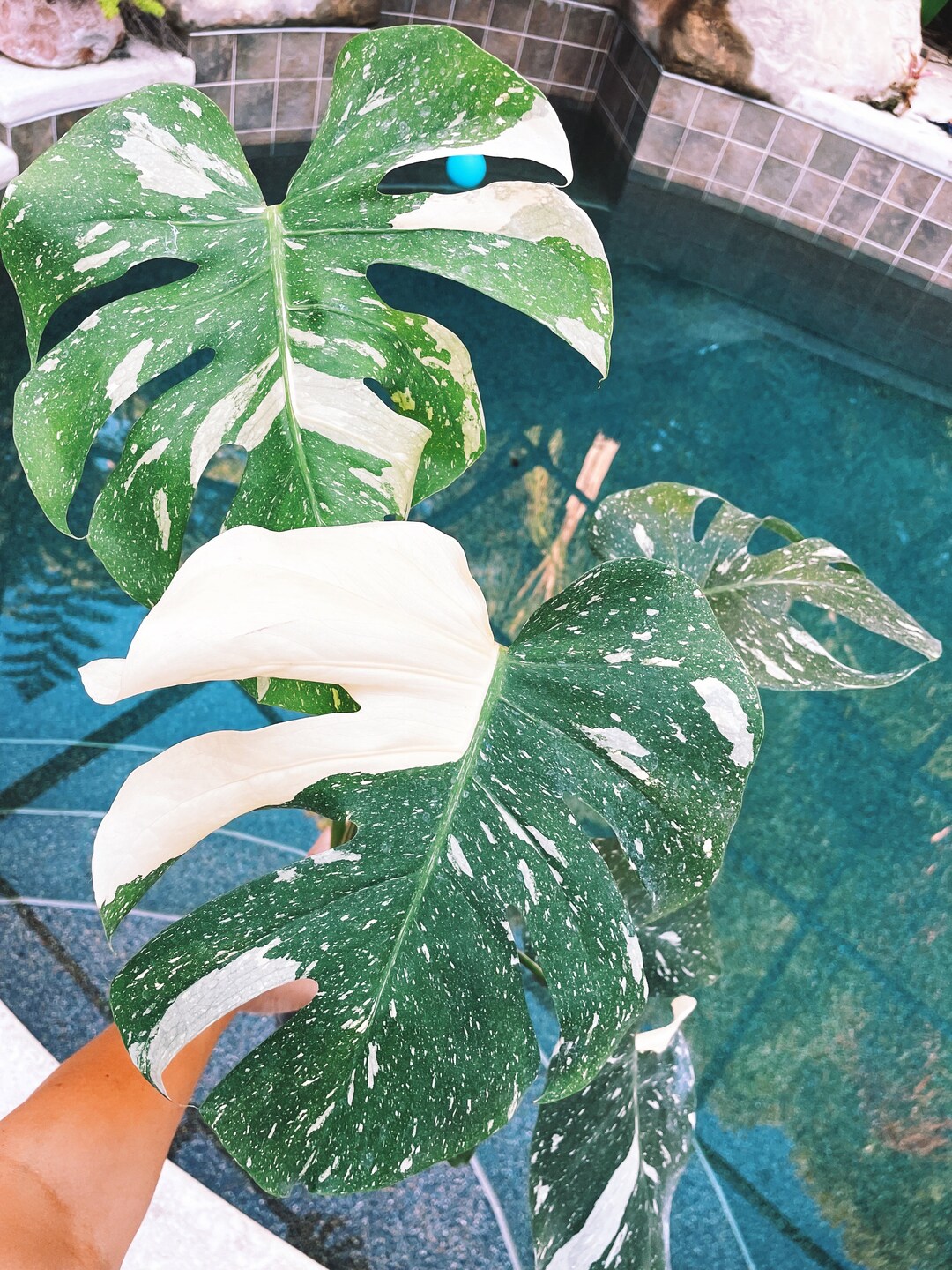 Actual Plant Large Highly Variegated Monstera Thai Constellation Galaxy ...