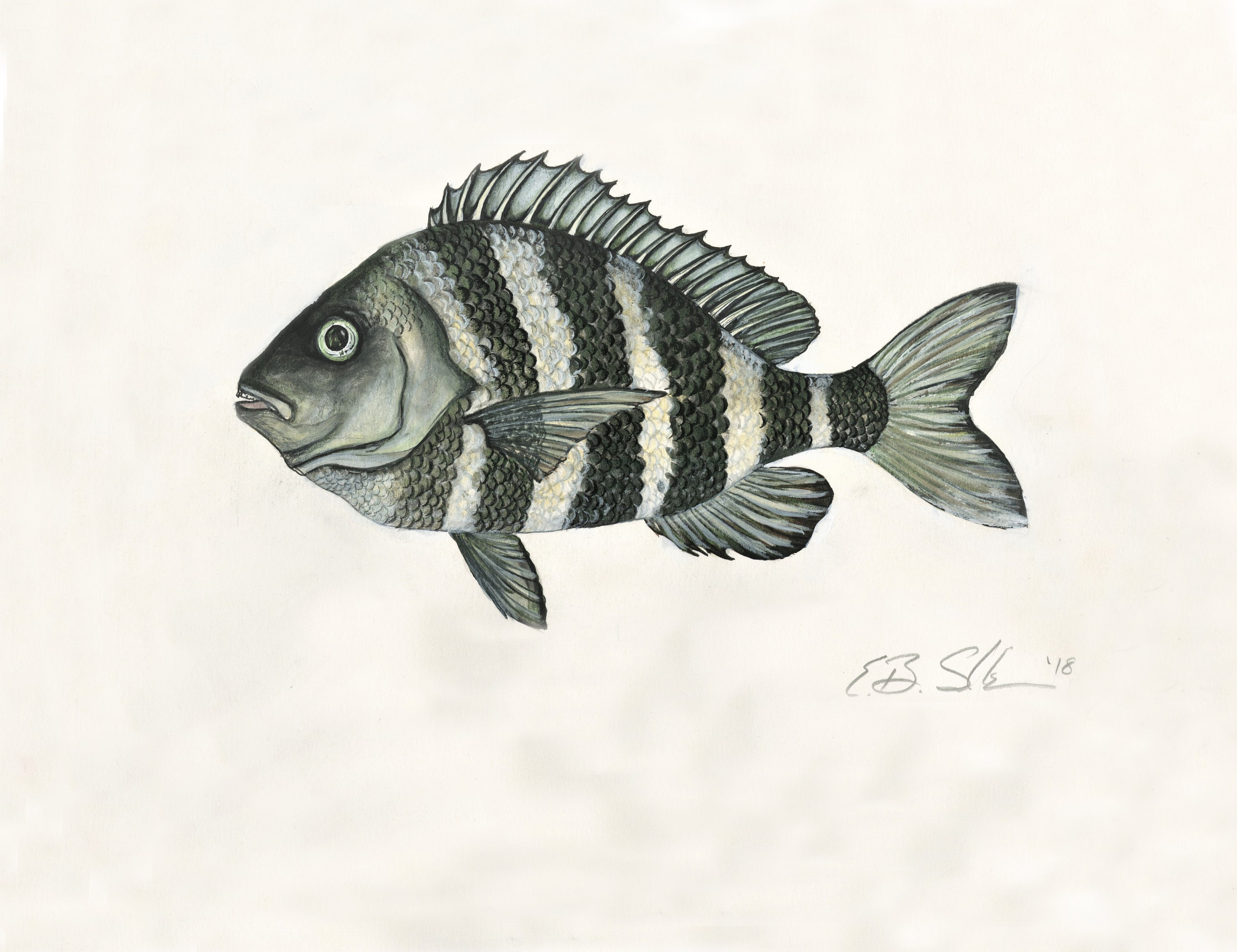 Sheepshead Fish Watercolor Original Painting Print by Brenton ...