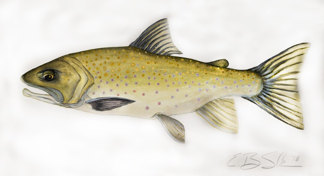 Bull Trout Watercolor and Gauche Original Painting Print by Brenton ...