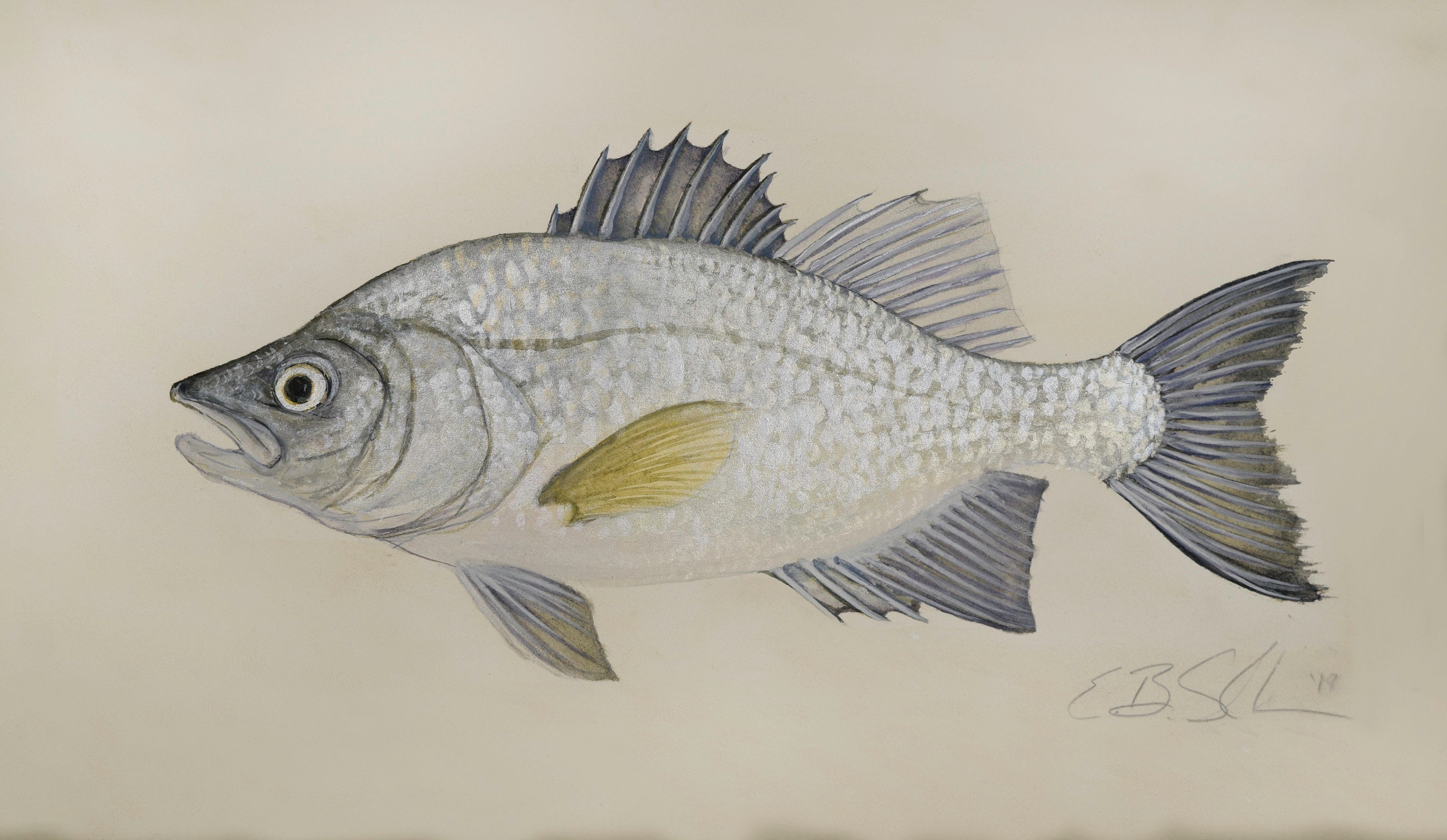 White Perch Fish Original Watercolor Painting Print by Brenton - Etsy UK