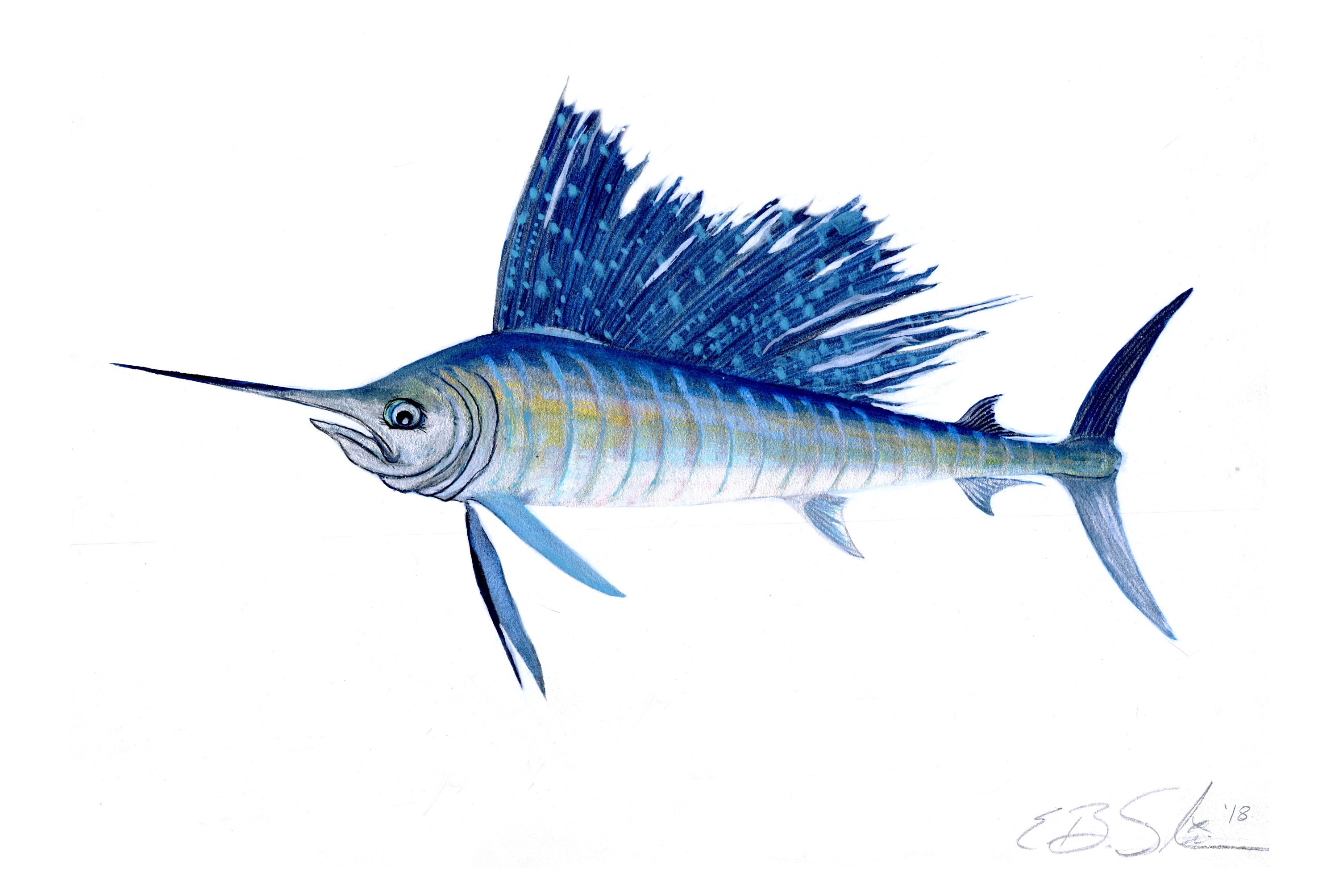 Sailfish Watercolor Original Painting Print by Brenton Sadreameli 20" X ...