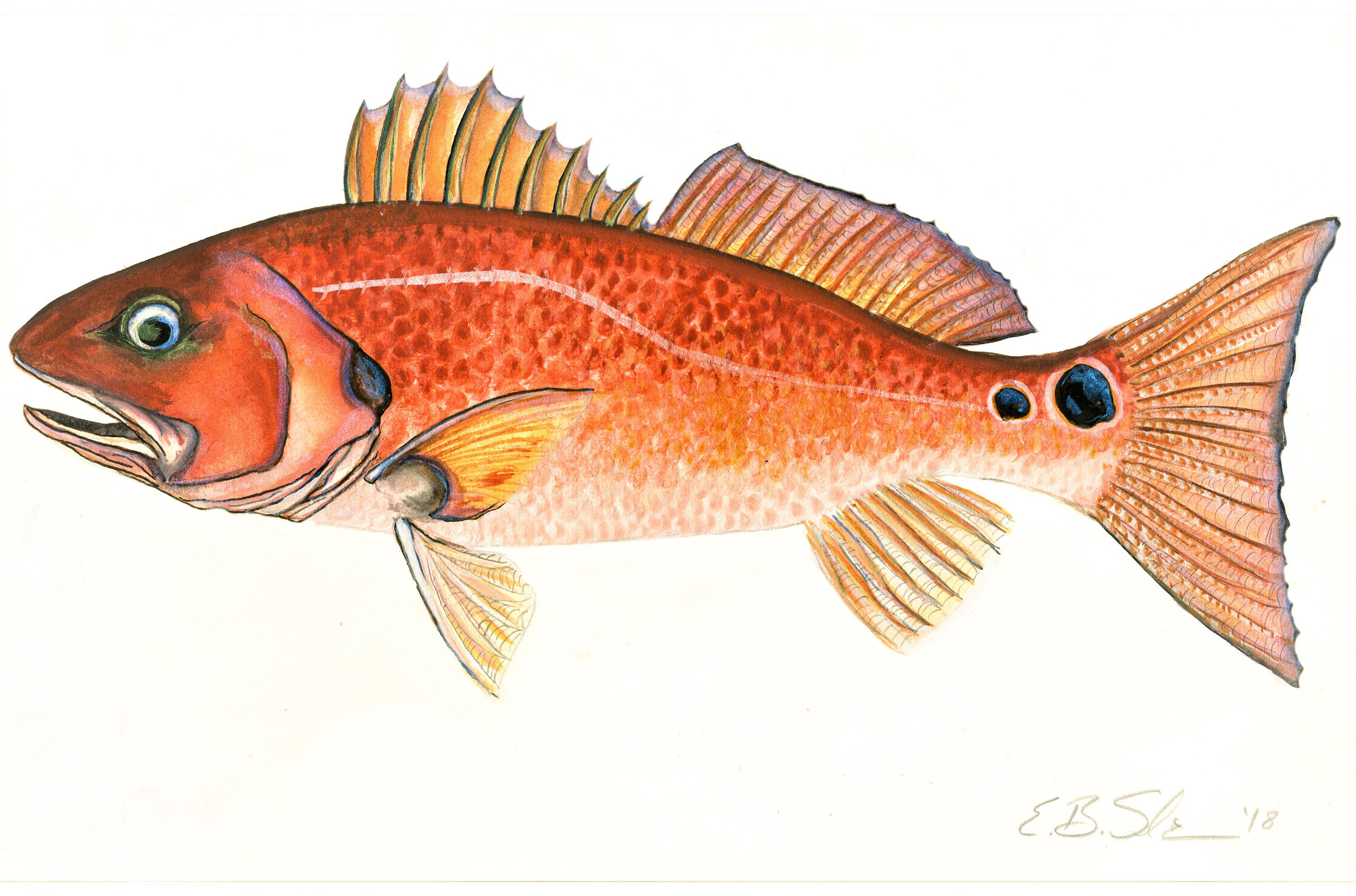 Redfish Painting - Gauche and Watercolor - Etsy