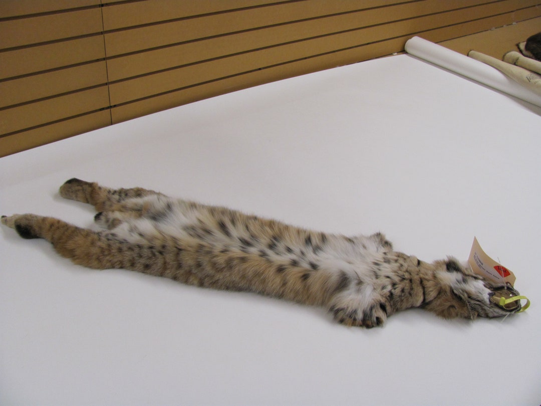 Bobcat Tanned Pelt Bobcat Fur Ready to Ship , Like Silk - Etsy