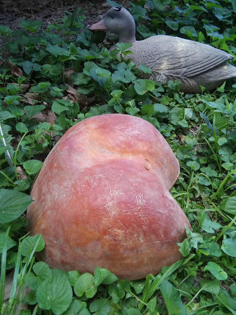 Deer Rump Rear End Taxidermy Foam Form Art - Etsy UK