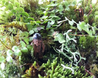 Bigfoot Terrarium - Etsy