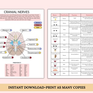 Cranial Nerves, Cranial Nerves Sheet, Cranial Nerves Nursing Study ...