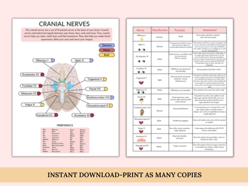 Cranial Nerves, Cranial Nerves Sheet, Cranial Nerves Nursing Study ...